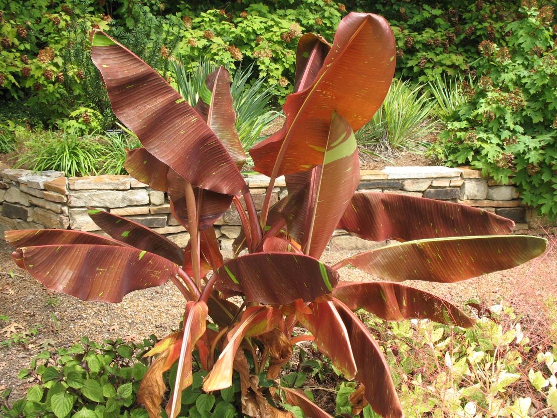 Online Plant Guide - Musa acuminata ‘Siam Ruby’ / Red Banana